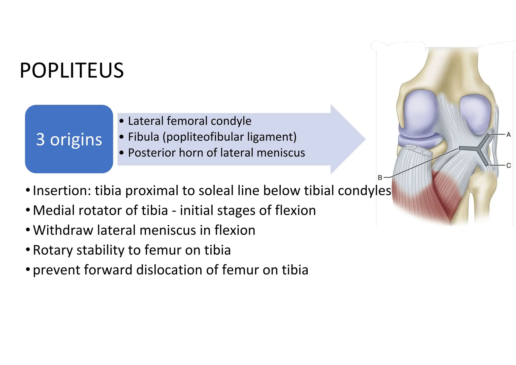 Knee anatomy and clinical tests 2024.pdf | Death, Injury, or Military ...