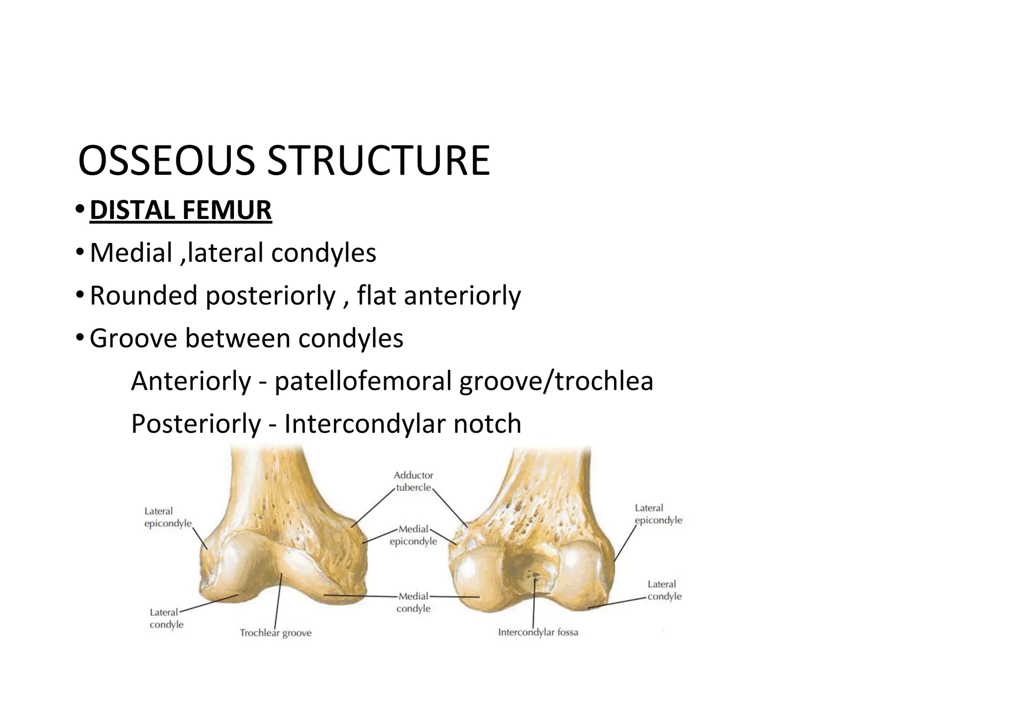 Knee anatomy and clinical tests 2024.pdf | Death, Injury, or Military ...
