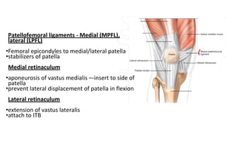 Knee anatomy and clinical tests 2024.pdf