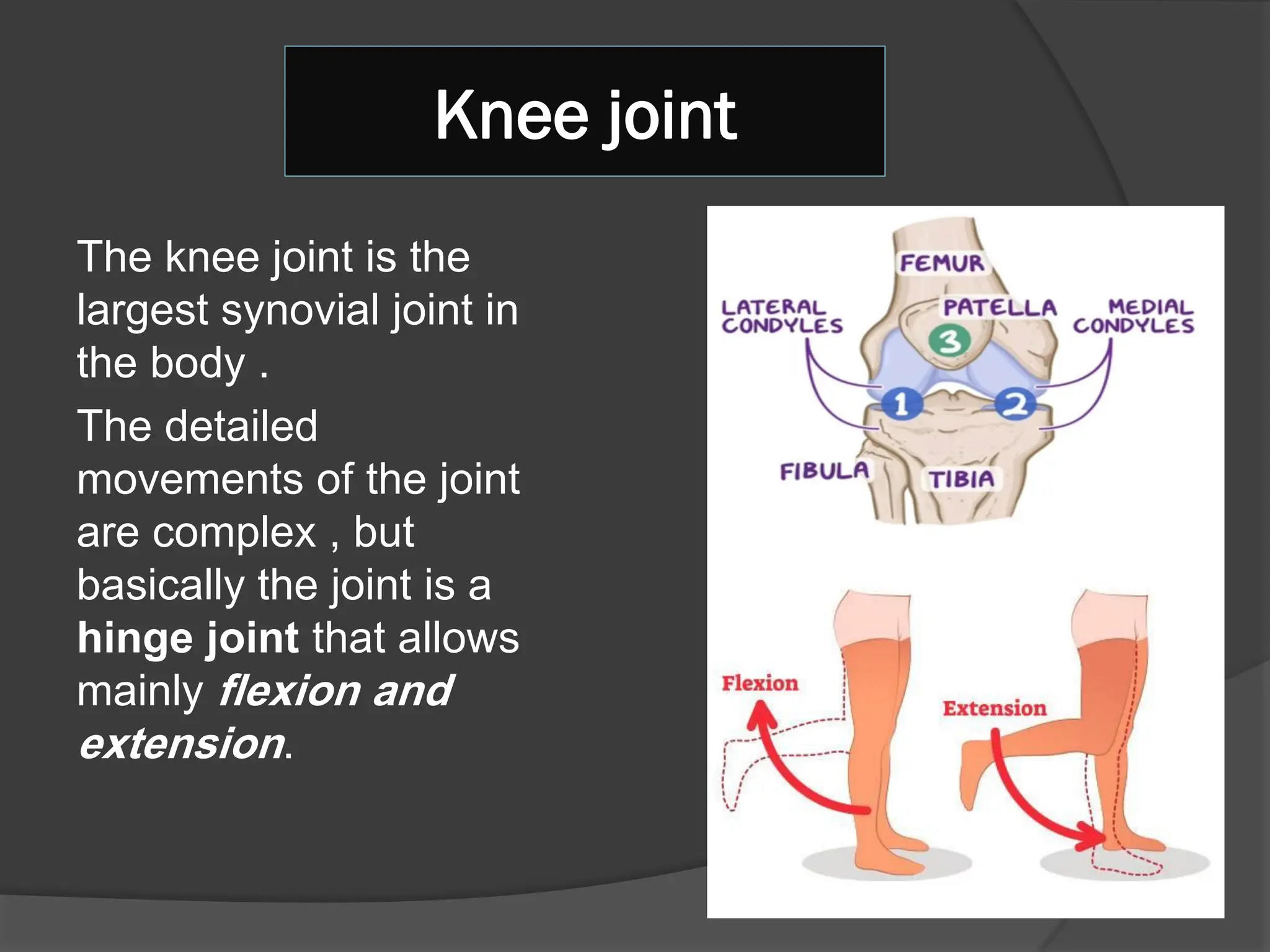 KNEE ANATOMY AND PHYSICAL EXAMINATION.pdf