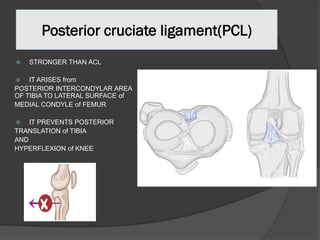 KNEE ANATOMY AND PHYSICAL EXAMINATION.pdf