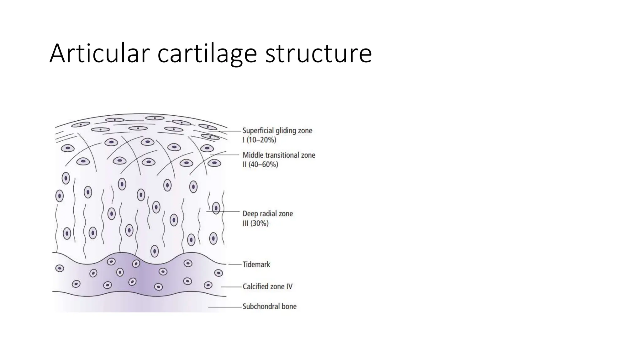 Articular Cartilage Injuries of the Knee.pptx