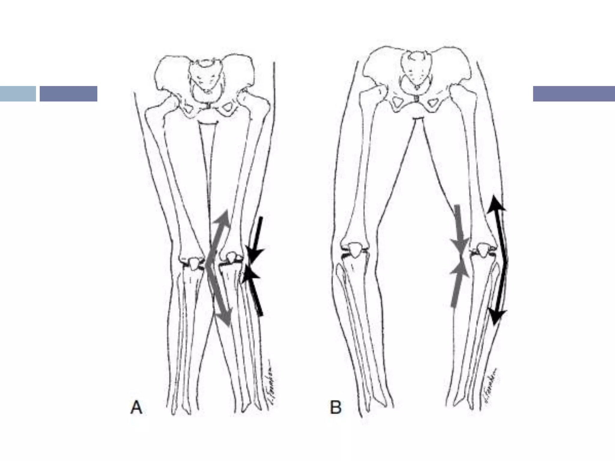 knee biomechanics.pptx