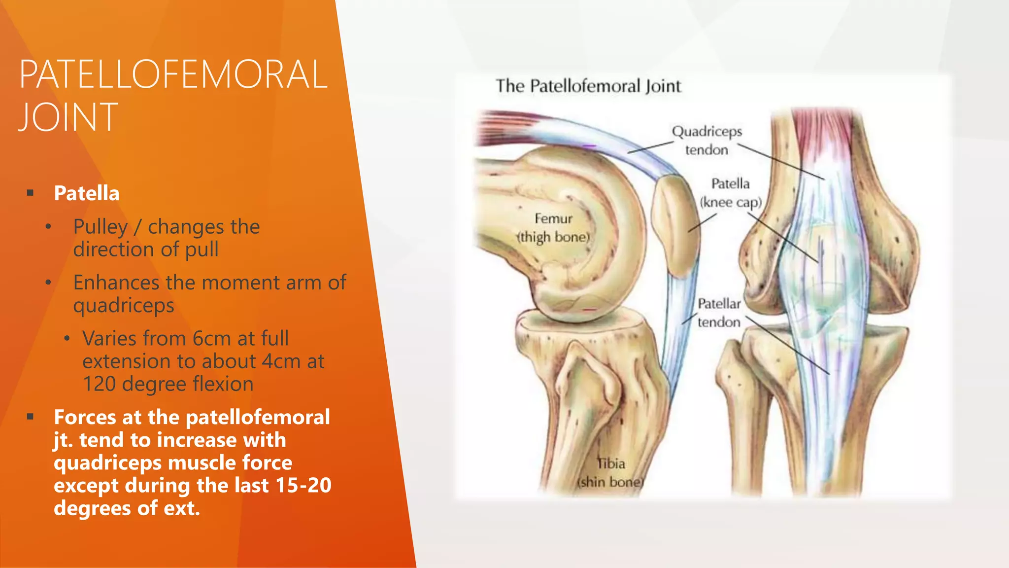 Knee biomechanics dr.bhuvanesh | PPSX