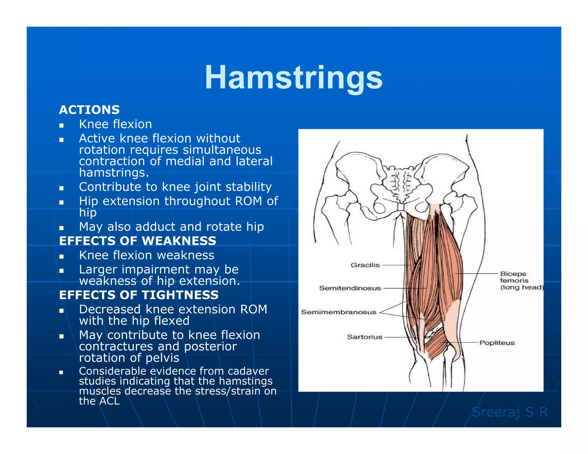 Knee biomechanics | PDF