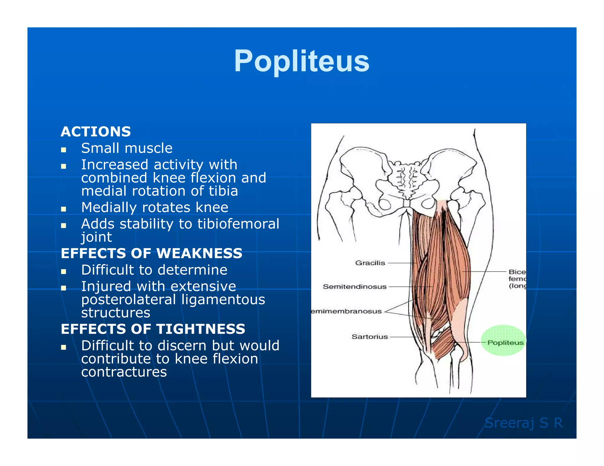 Knee biomechanics | PDF