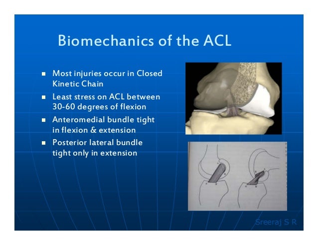 Knee biomechanics