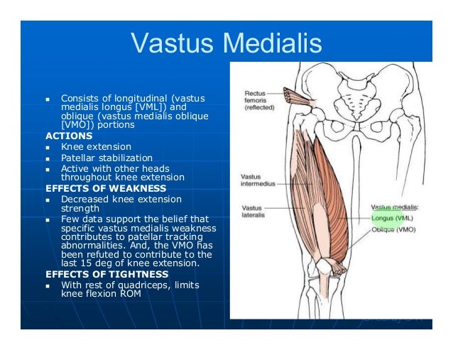 Knee biomechanics