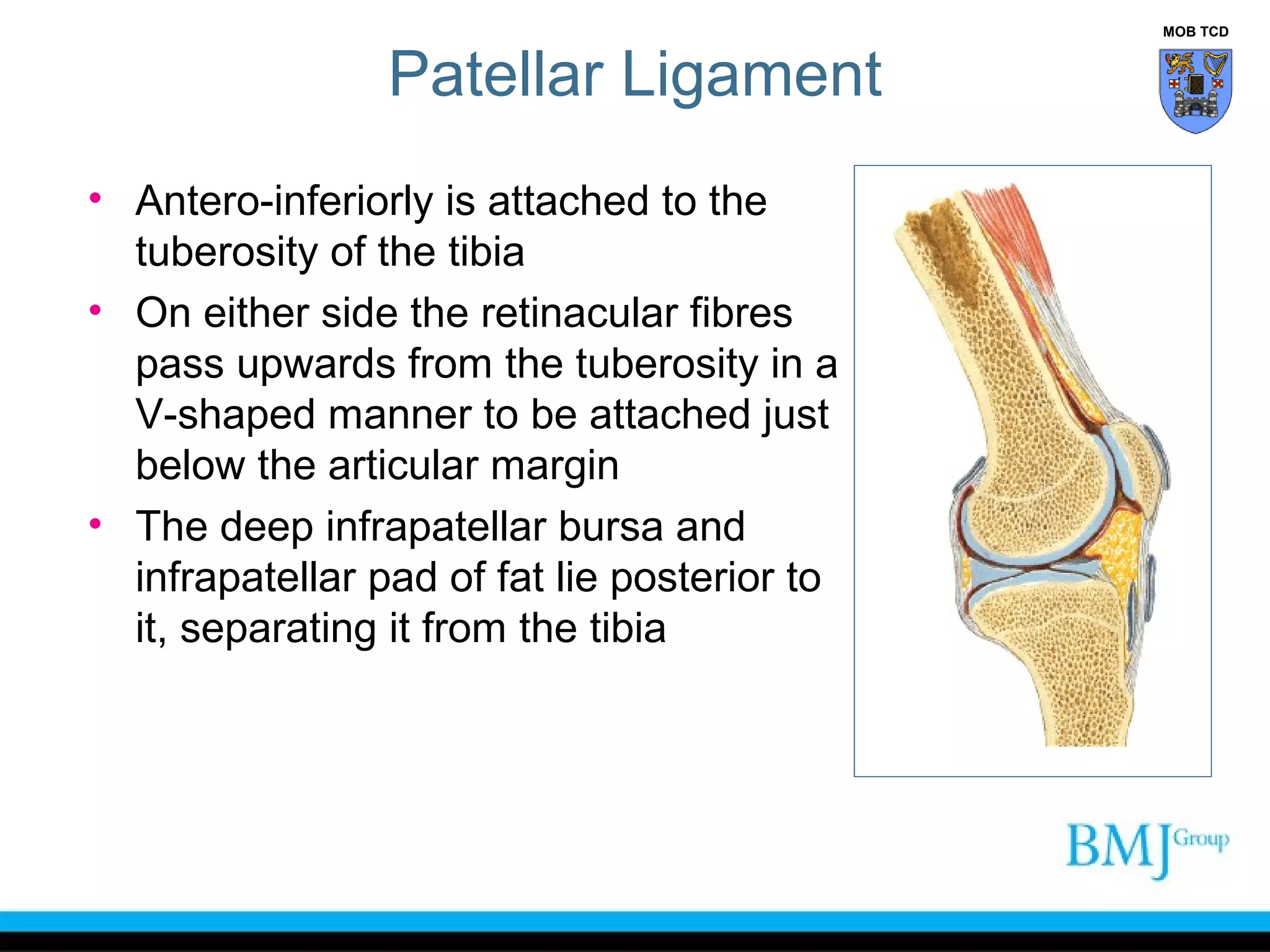 anatomy of Knee | PPT