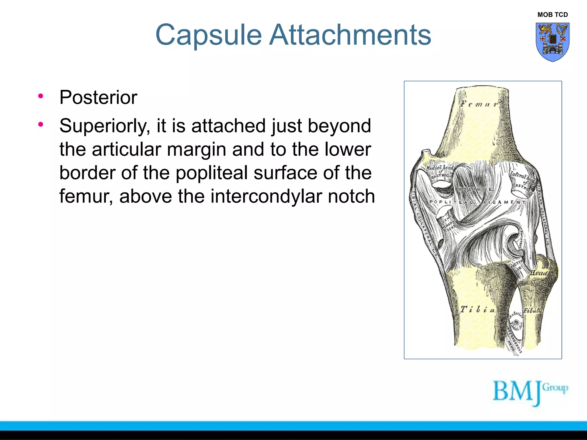 anatomy of Knee | PPT