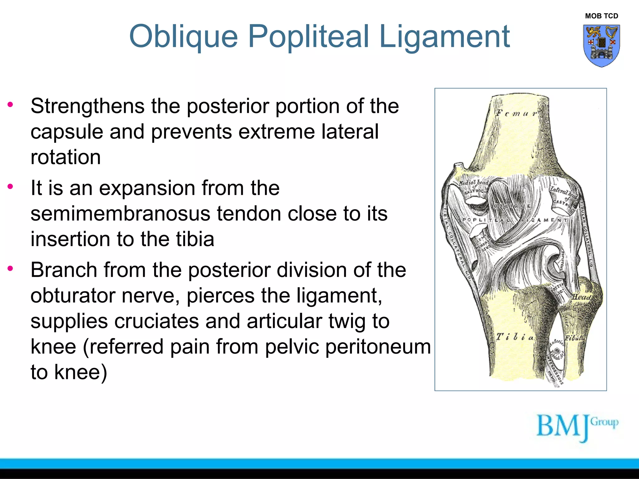 anatomy of Knee | PPT