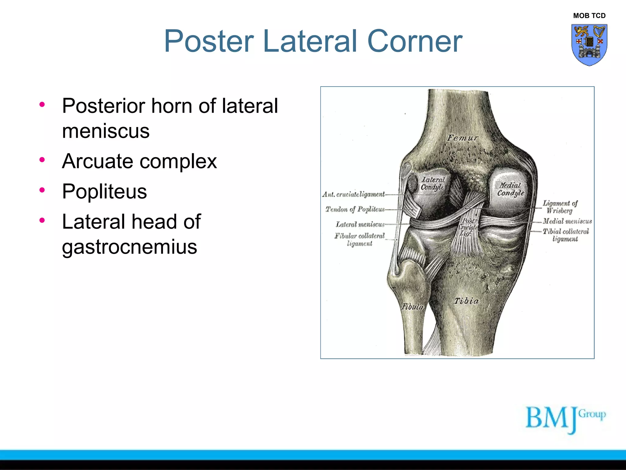 anatomy of Knee | PPT