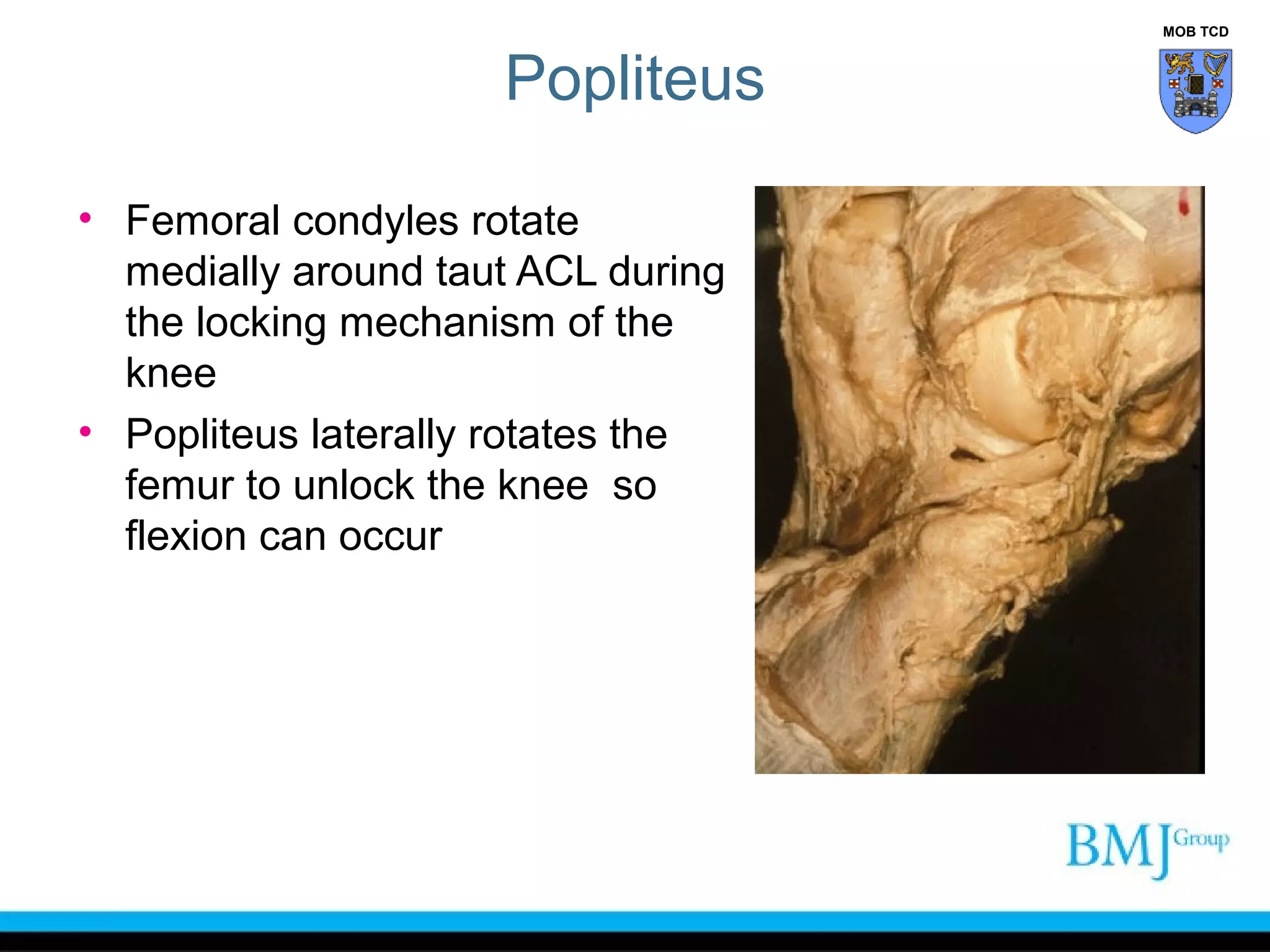 anatomy of Knee | PPT