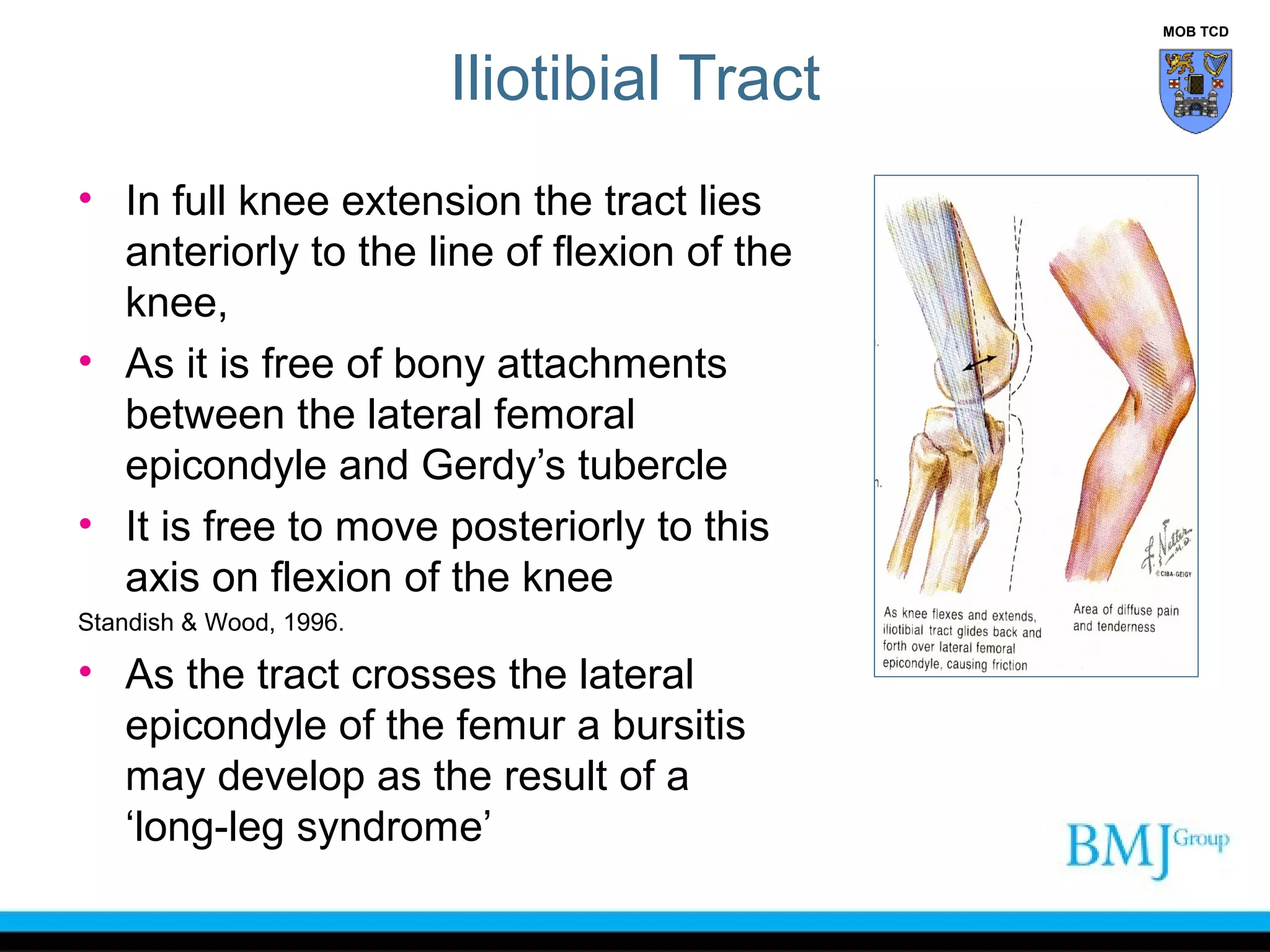 anatomy of Knee | PPT