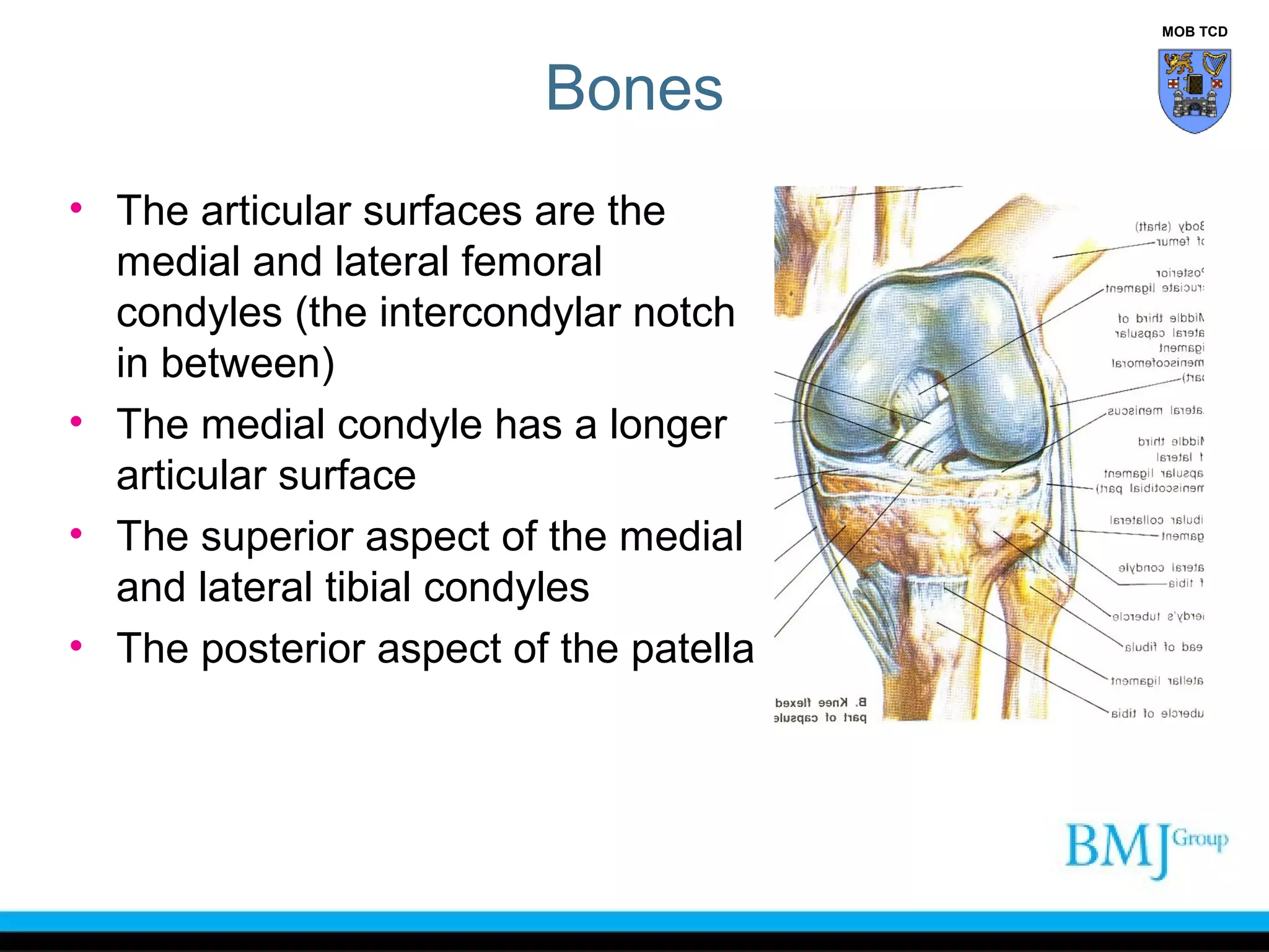 anatomy of Knee | PPT