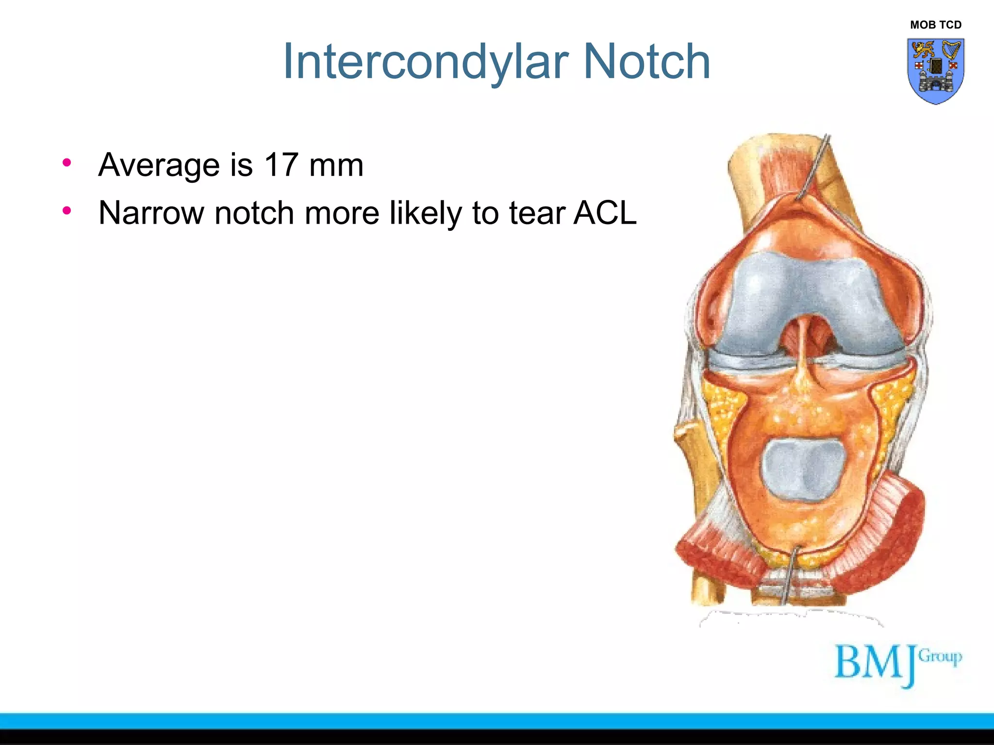 anatomy of Knee | PPT