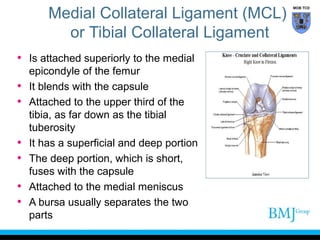anatomy of Knee | PPT