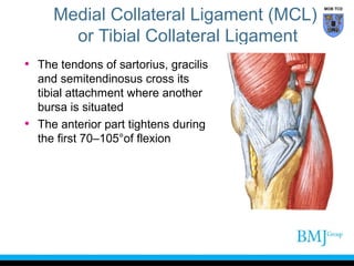 anatomy of Knee | PPT