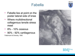anatomy of Knee | PPT