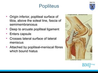 anatomy of Knee | PPT
