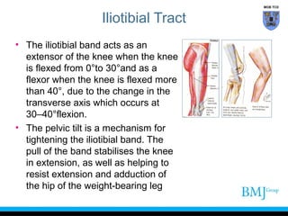 anatomy of Knee | PPT