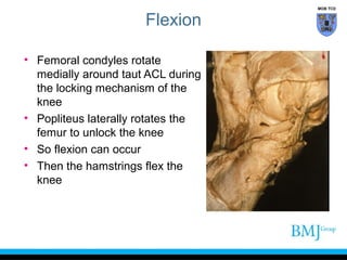 anatomy of Knee | PPT