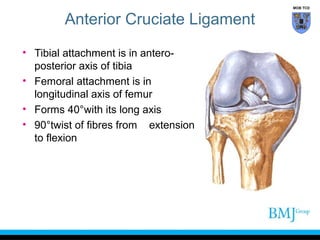 anatomy of Knee | PPT