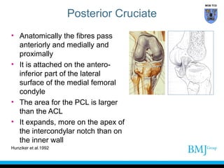 anatomy of Knee | PPT