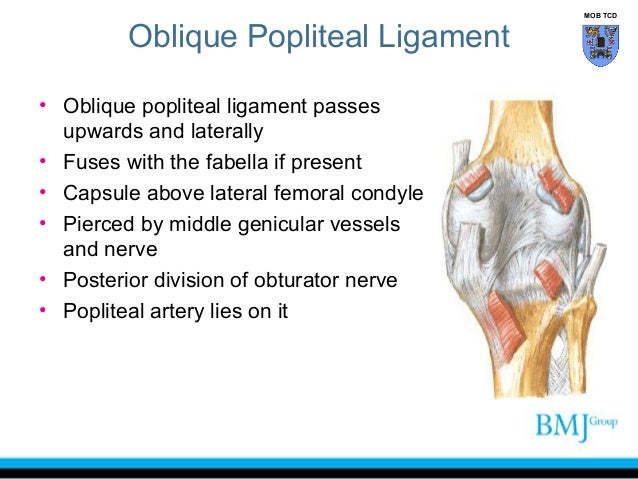 Ligamento Popliteo Obliquo