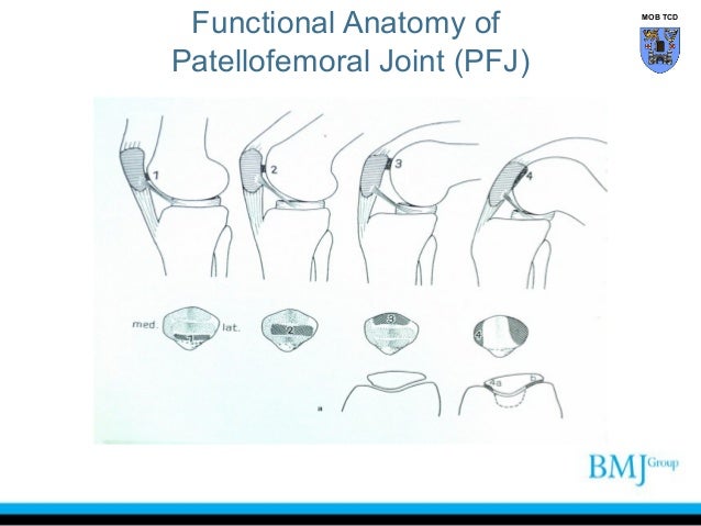 anatomy of Knee