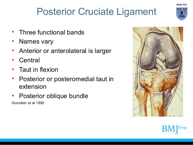 anatomy of Knee