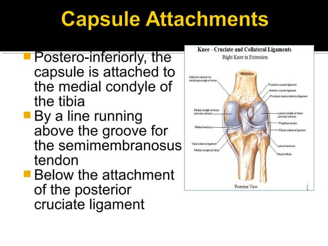 Knee complete ppt | PPT