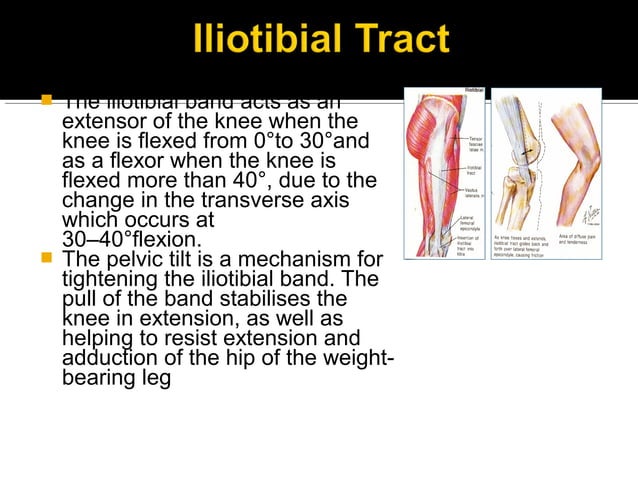 Knee complete ppt | PPT