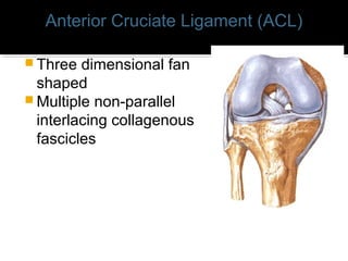 Knee complete ppt | PPT