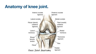 Knee Dislocation Orthopaedics MBBS Presentation | PDF