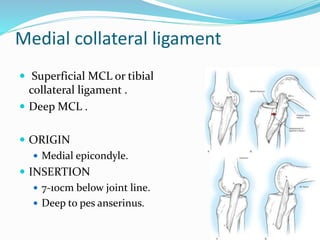 Knee examination | PPT