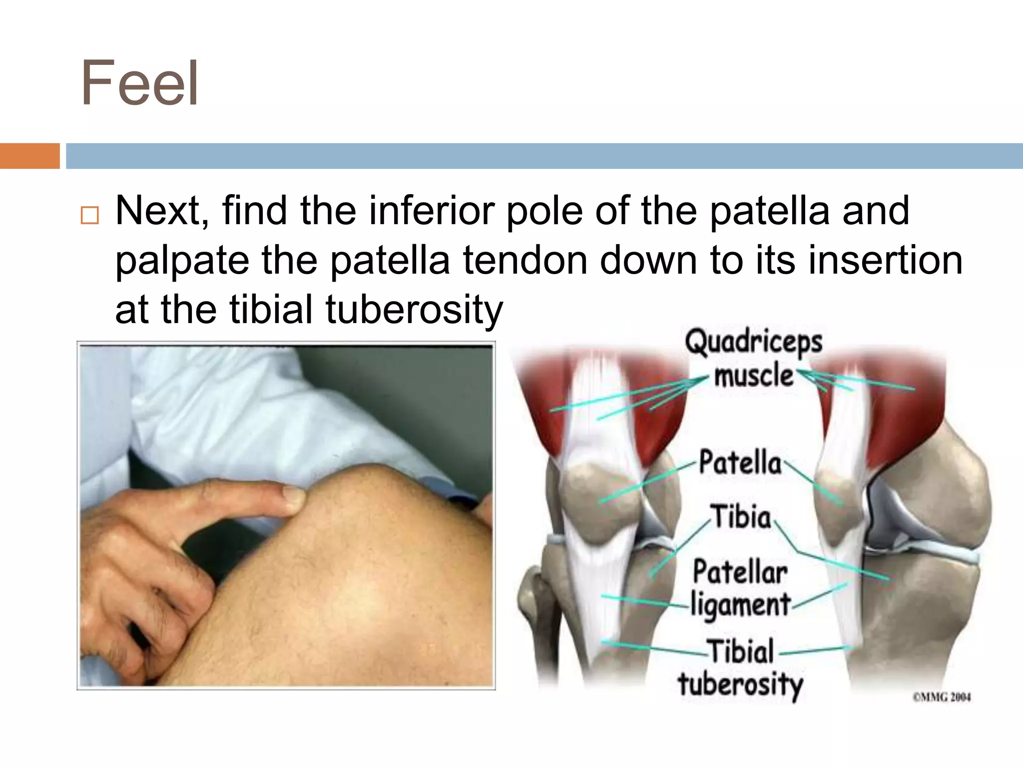 Knee Examination.pptx