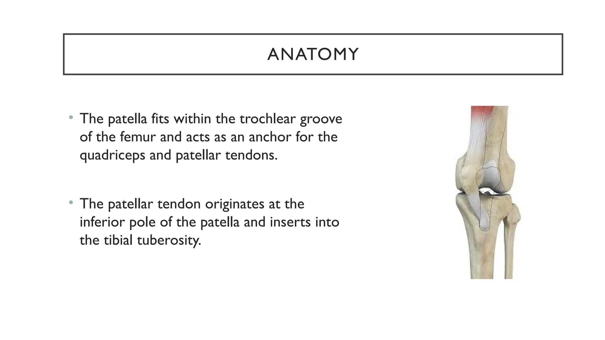 knee extensor mechanism injuries222.pptx