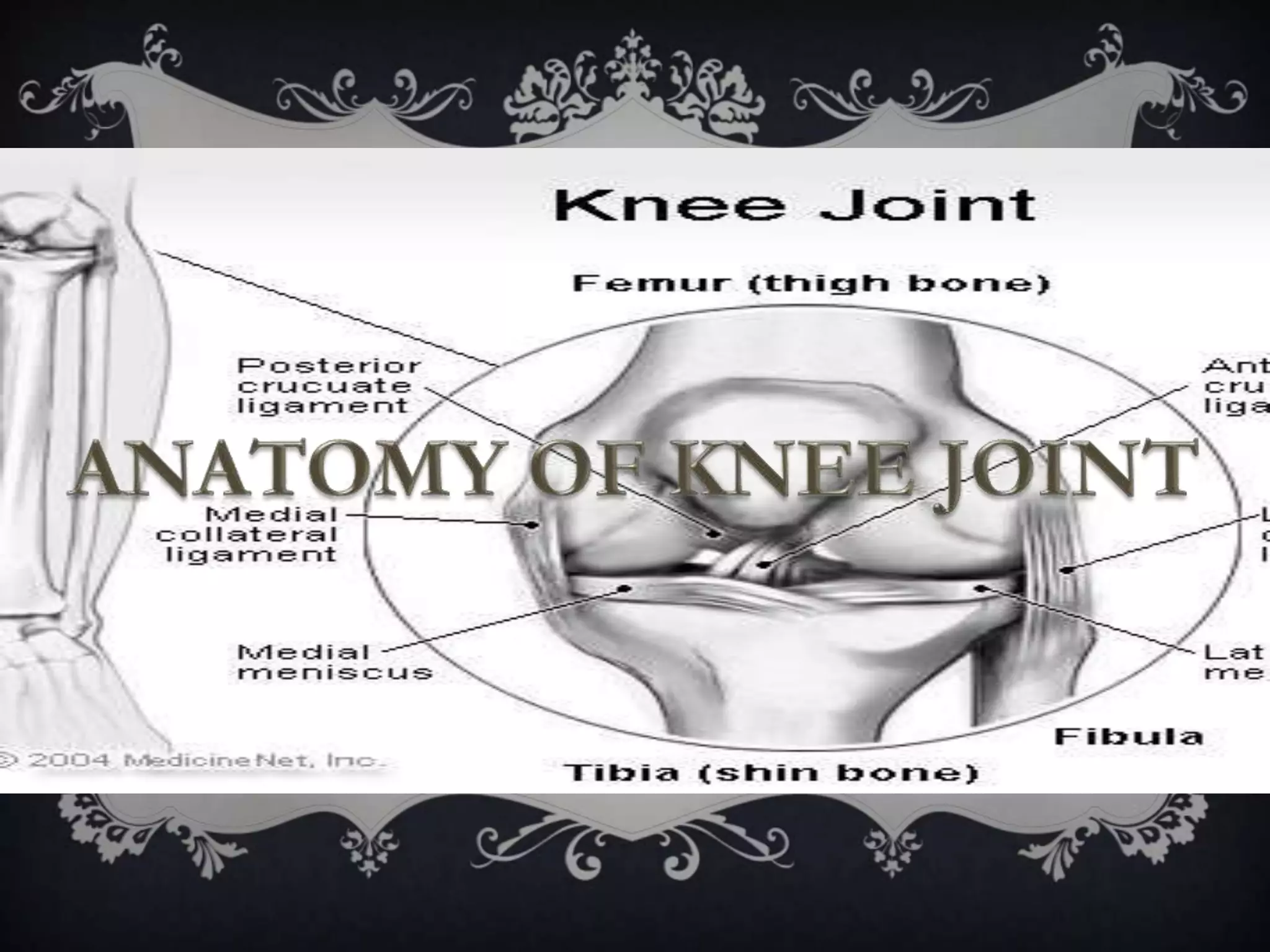 Formation and Structure of the Knee Joint | PPT