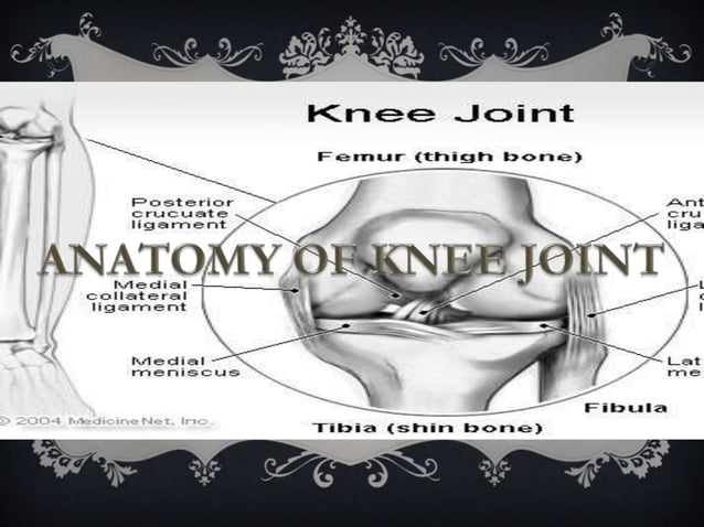 Formation and Structure of the Knee Joint | PPT
