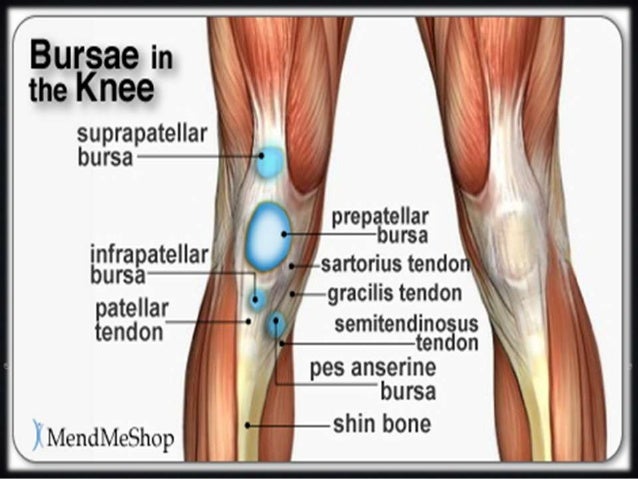 Knee joint