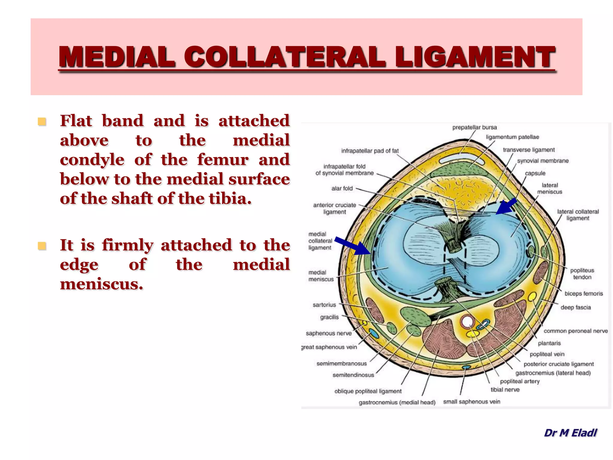 Anatomy of the Knee Joint | PPTX
