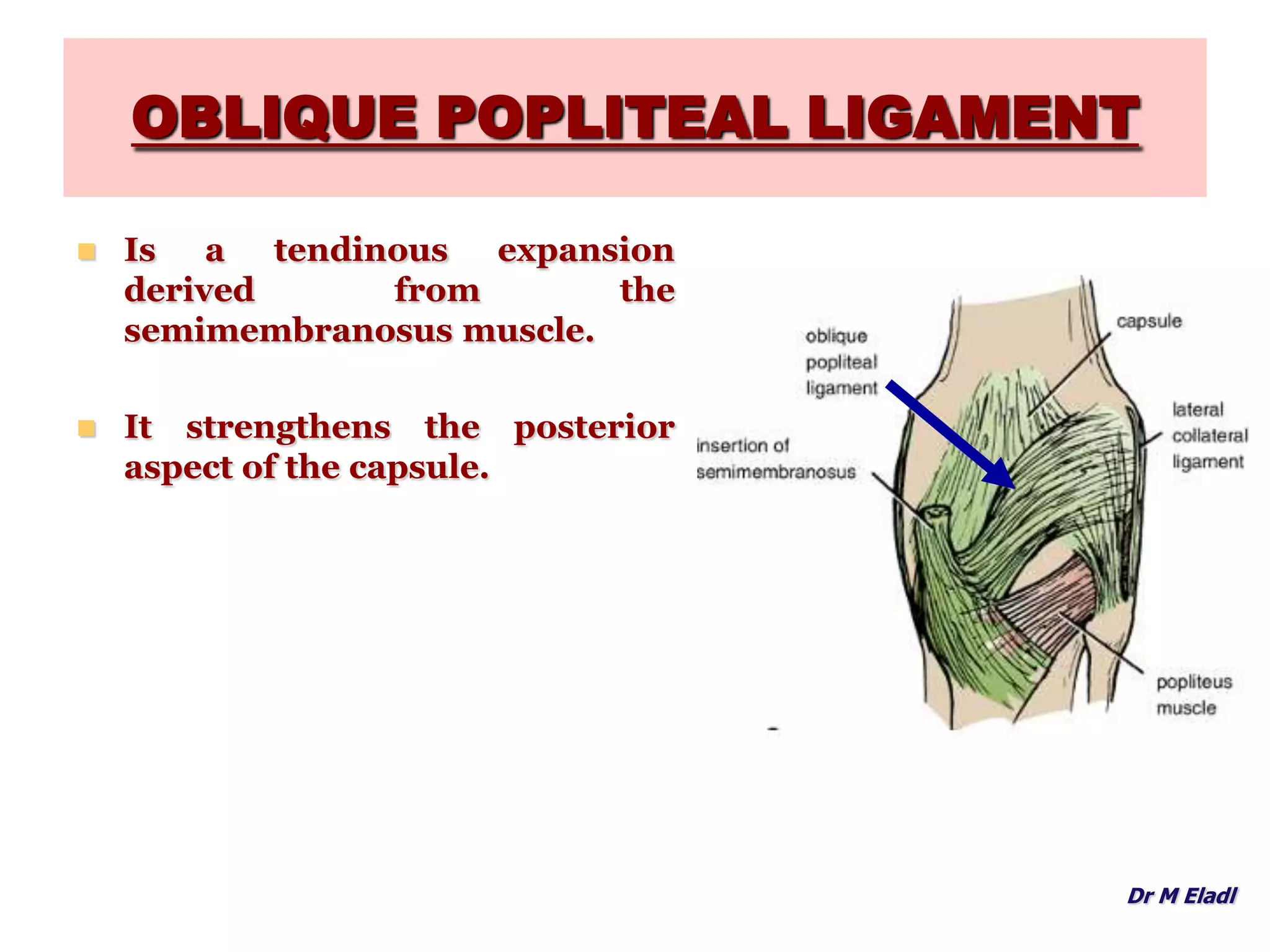 Anatomy of the Knee Joint | PPTX