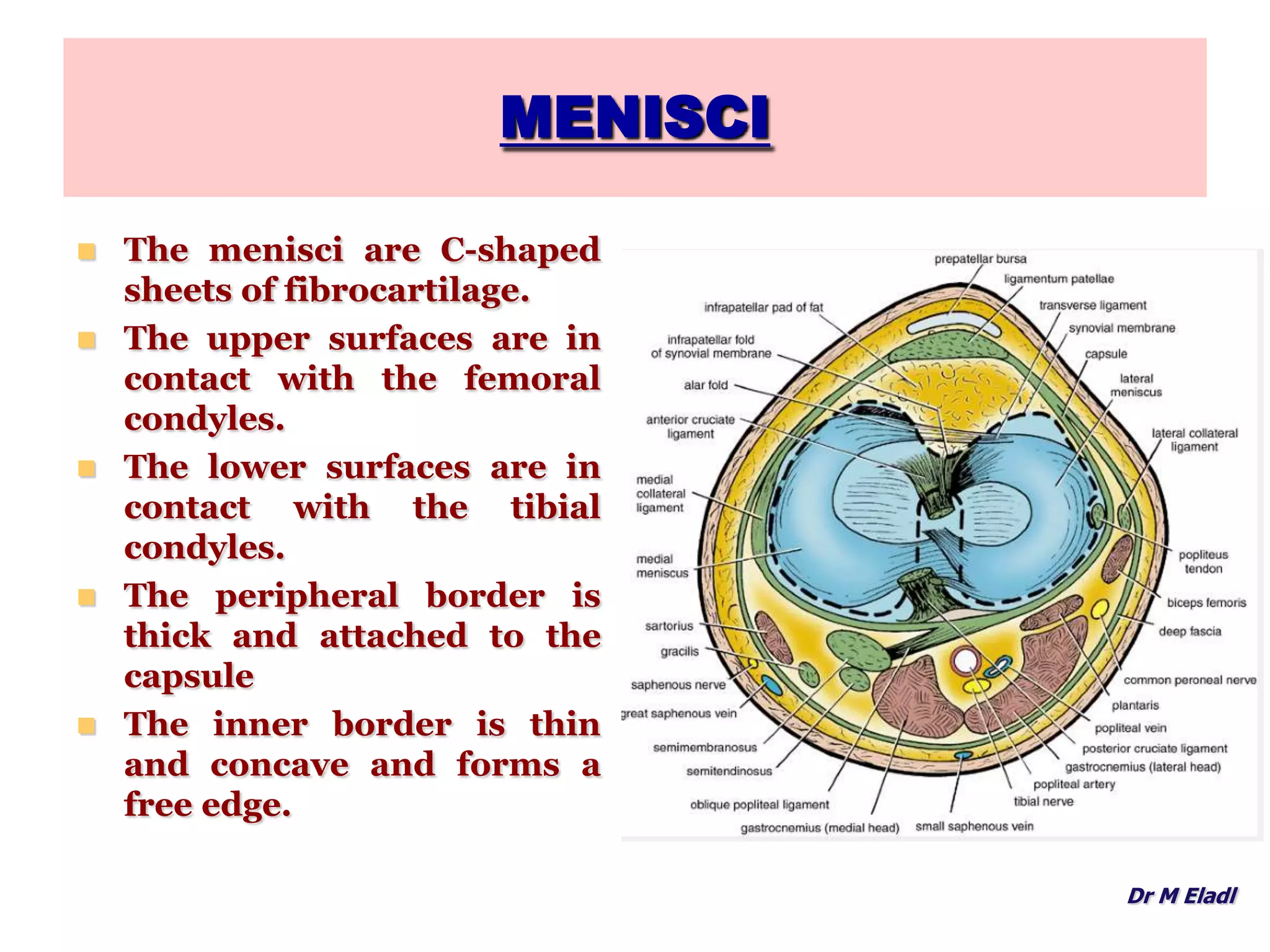 Anatomy of the Knee Joint | PPTX