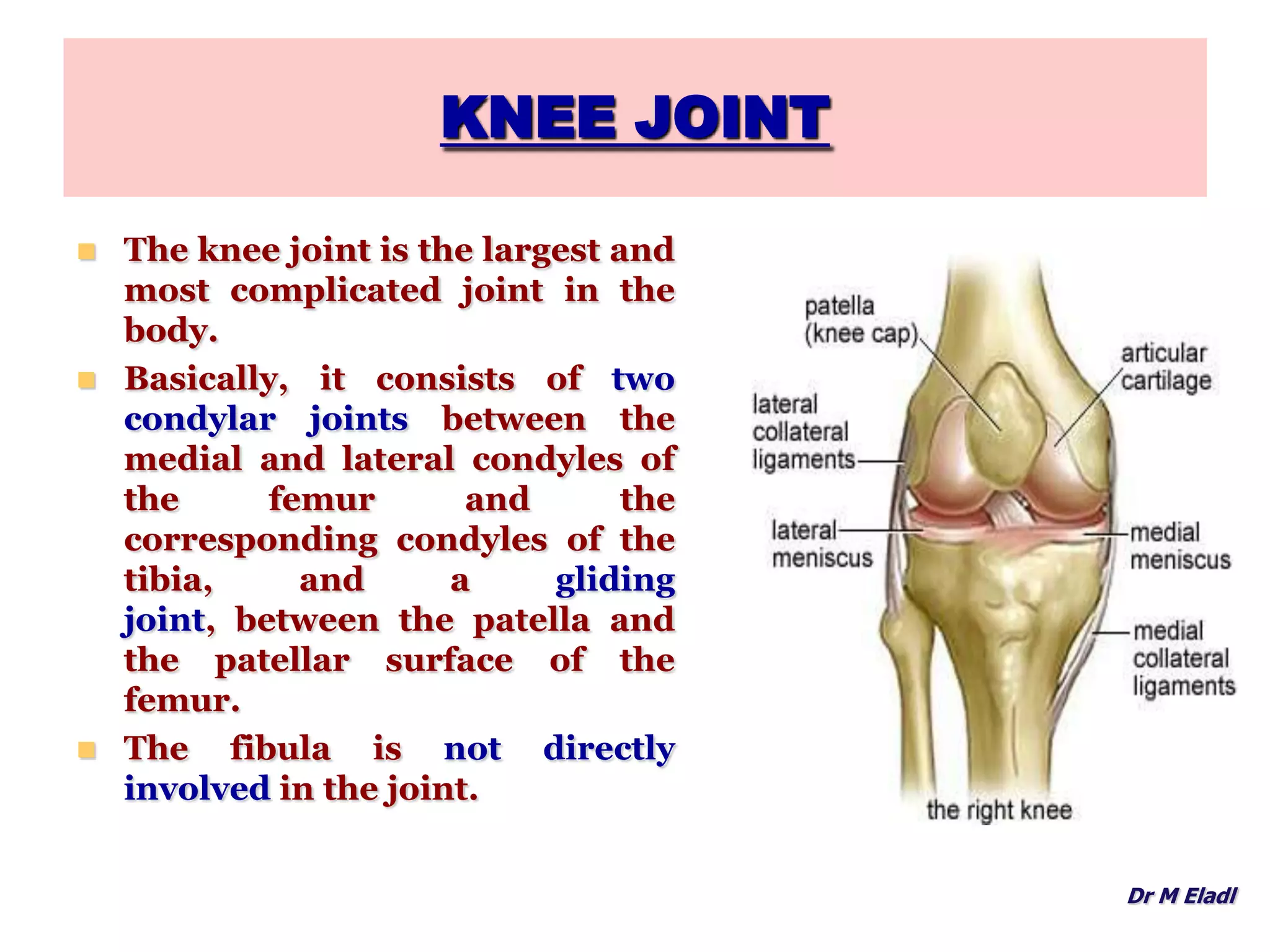 Anatomy of the Knee Joint | PPTX