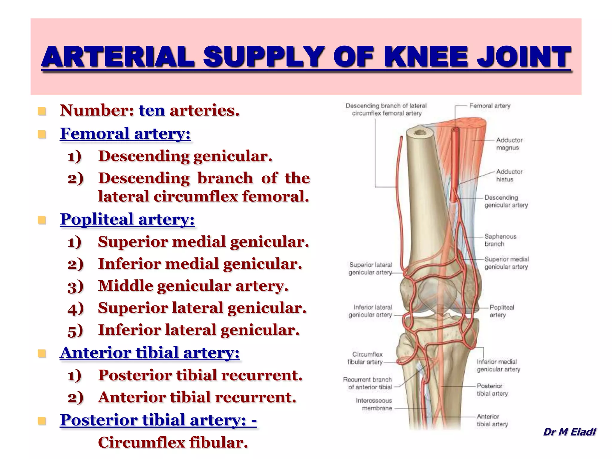 Anatomy of the Knee Joint | PPTX