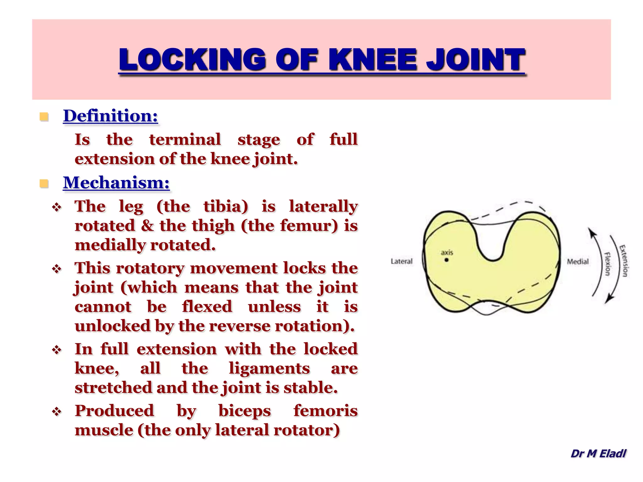 Anatomy of the Knee Joint | PPTX