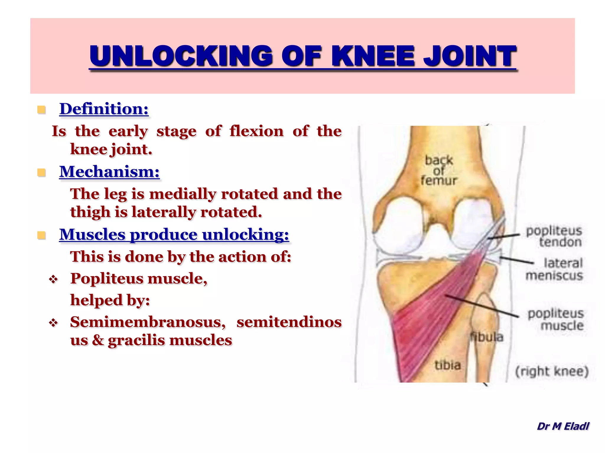 Anatomy of the Knee Joint | PPTX