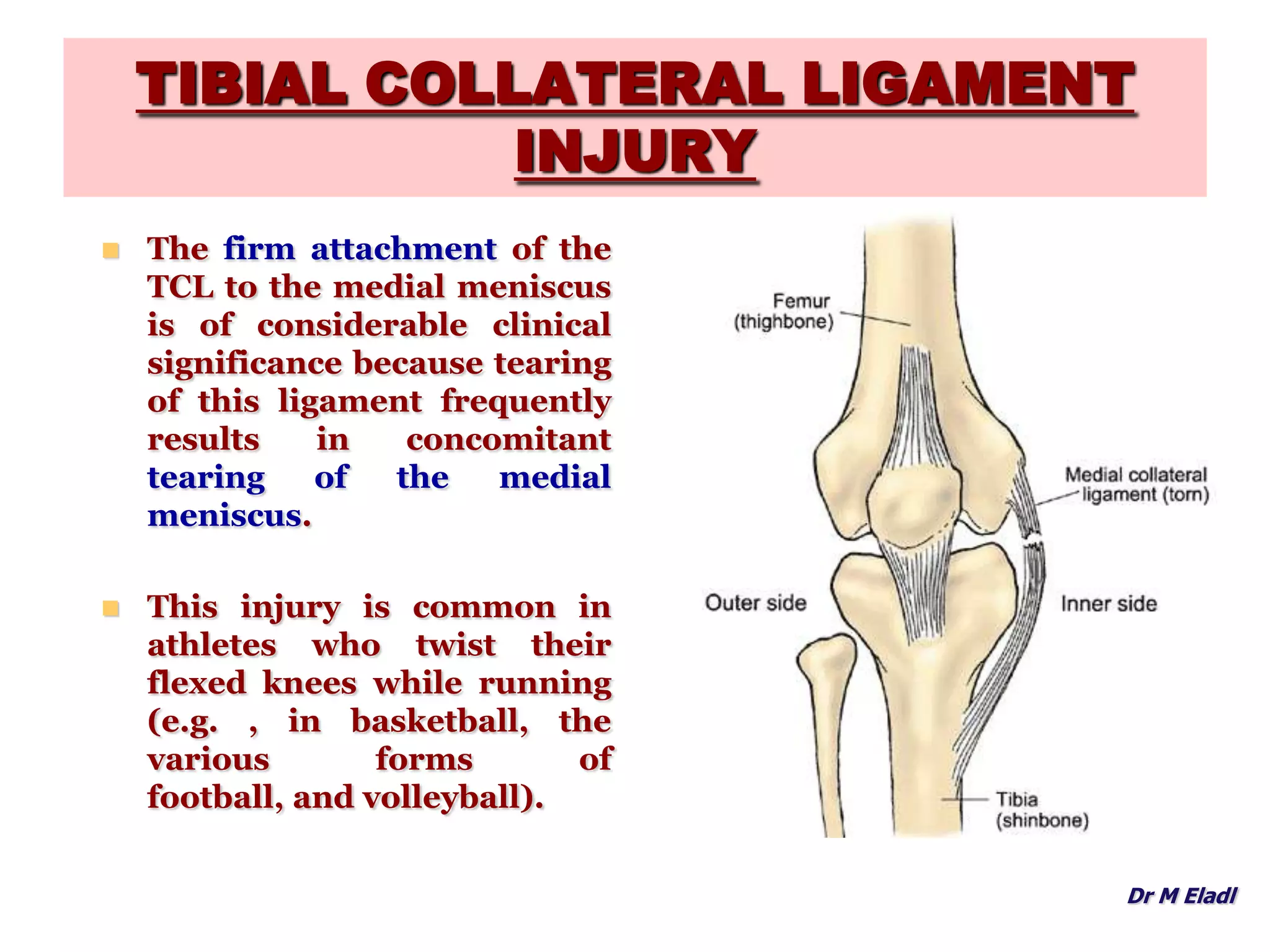 Anatomy of the Knee Joint | PPTX
