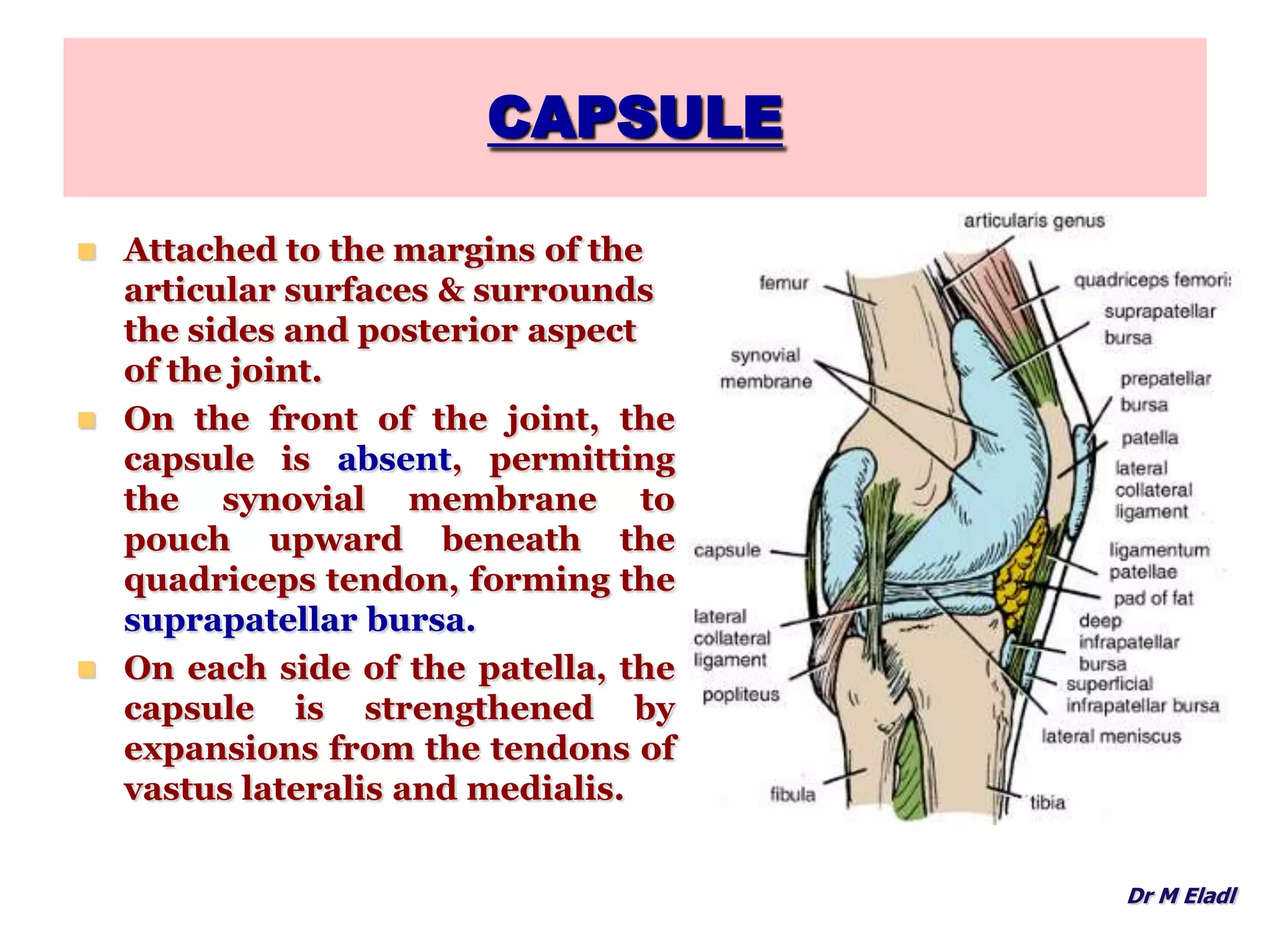 Anatomy of the Knee Joint | PPTX